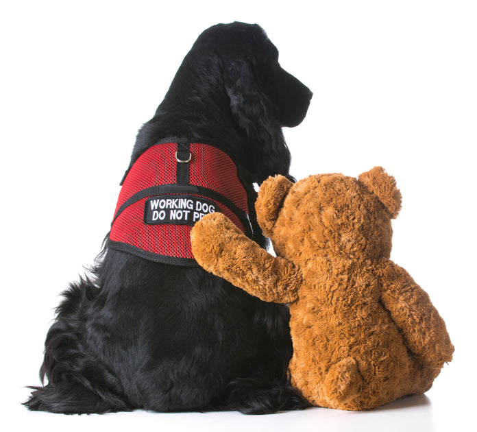 Service Dogs in Ontario- The Nuts & Bolts – JWalker Dog