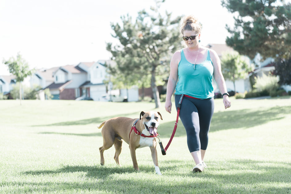 The Four Essential Skills of Leash Walking – JWalker Dog