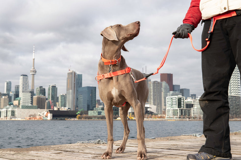 The Journey of JWalker: Revolutionizing Pet Products for Seamless Adve ...